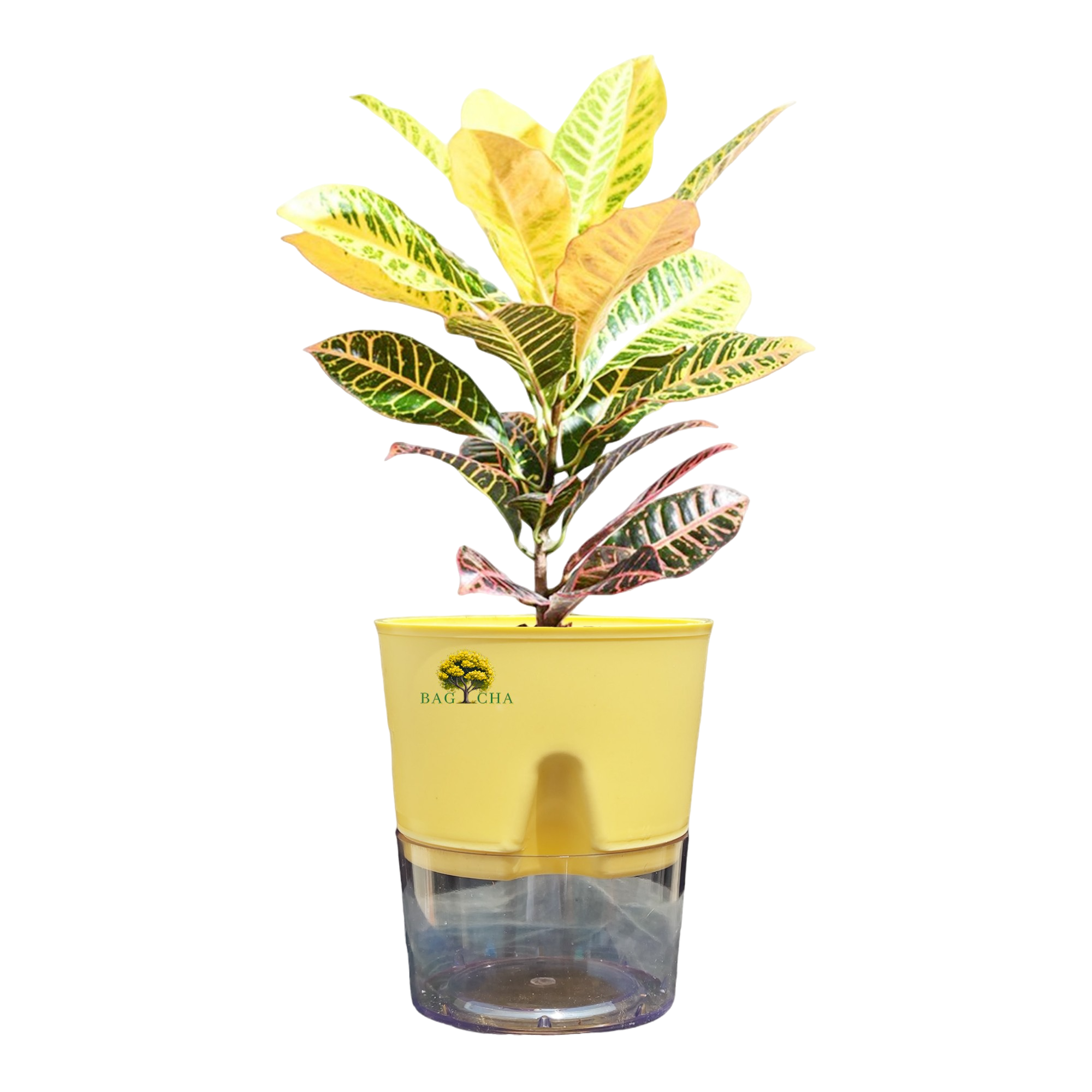 Balcony Plants – Bagicha