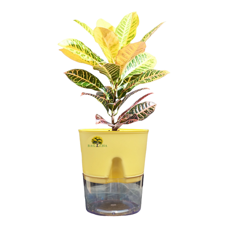 Bagicha: Har Ghar Ki Pasand – Premium Live Plants Online