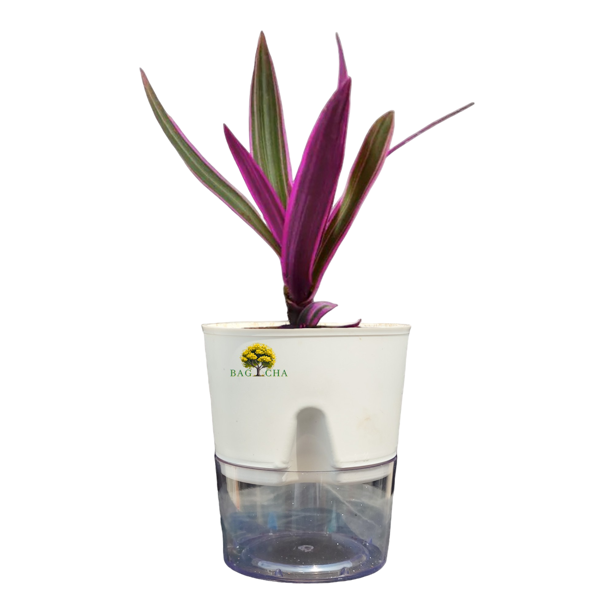 Colourful Plants – Bagicha