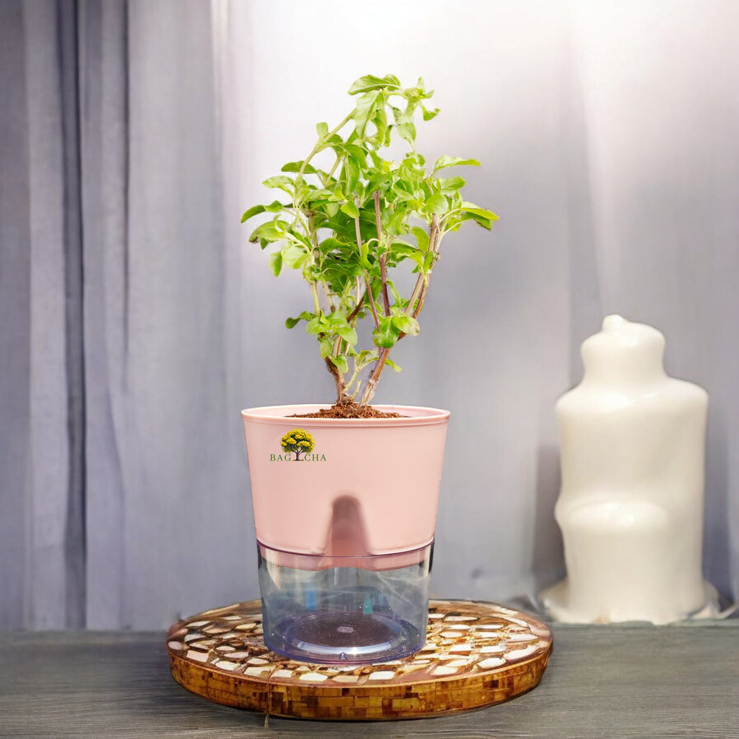 Bagicha: Har Ghar Ki Pasand – Premium Live Plants Online