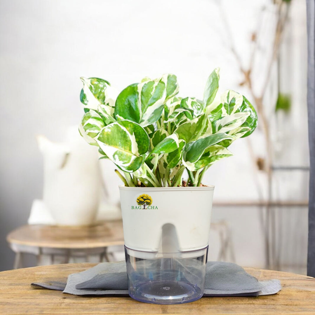 Bagicha: Har Ghar Ki Pasand – Premium Live Plants Online