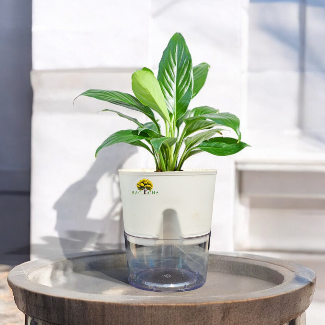 Bagicha: Har Ghar Ki Pasand – Premium Live Plants Online