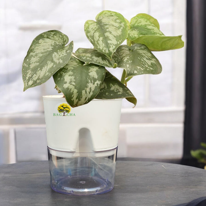 Bagicha: Har Ghar Ki Pasand – Premium Live Plants Online